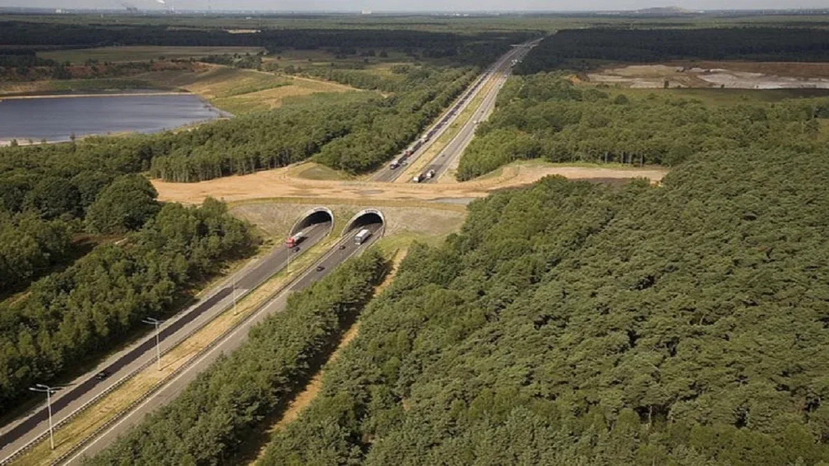 India welcomes first animal overpass corridor at Delhi-Mumbai ...