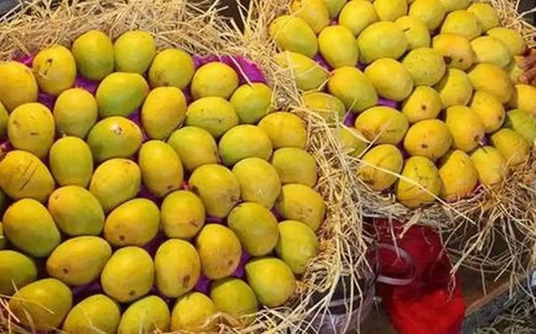 Gujarat's Kesar mangoes make International impact with 856 MT export ...