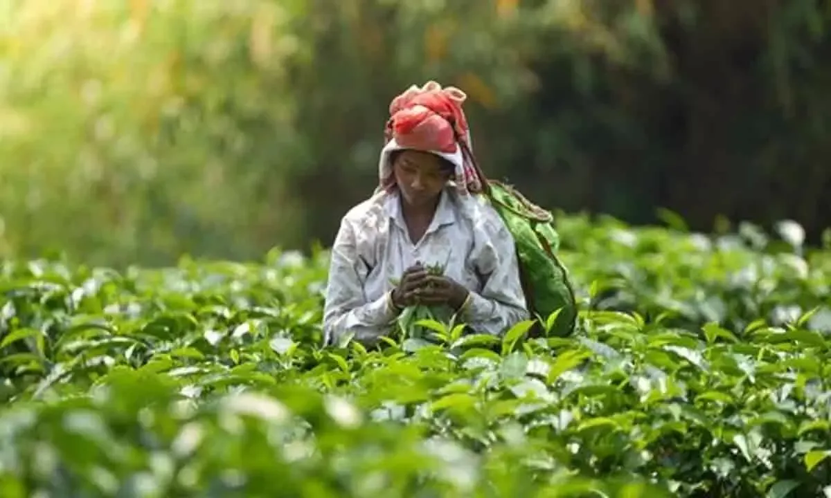 Guwahati Tea Auction centre posts highest-ever sales in 2024-25 ...